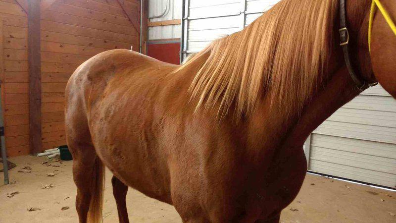Rundown on Equine Shoulder Sweeney | Lifestyles | ncnewsonline.com