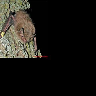 Endangered Indiana bat mostly gone from southwestern Pa. but longer ...