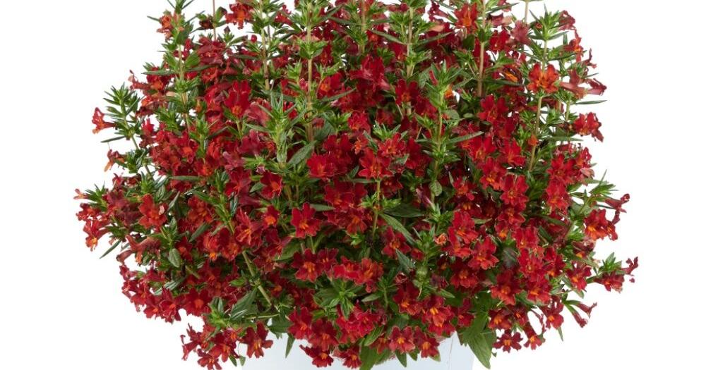 Gary Church | Greenspace: No monkeying around with Mai Tai Mimulus ...