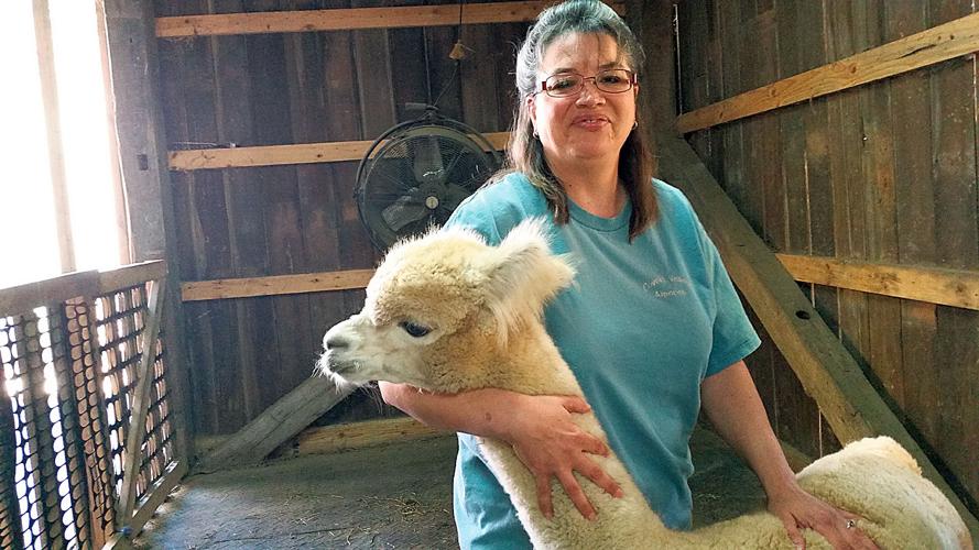 Meet the alpacas — a fleece-y adventure takes place at North Beaver ...
