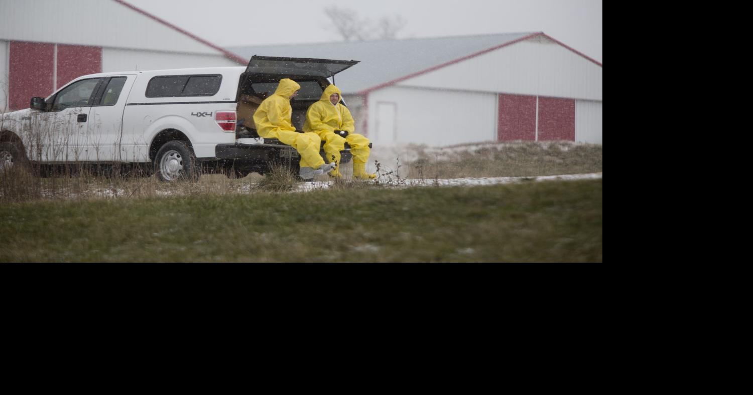 Avian influenza halts bird exhibits in Pa. | News | ncnewsonline.com