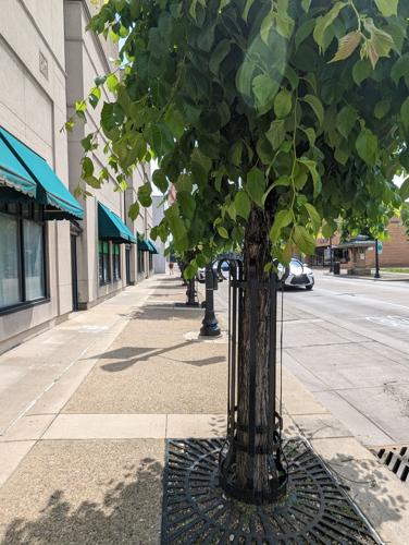 Former city resident proposes relaunching Shade Tree Commission | Local ...