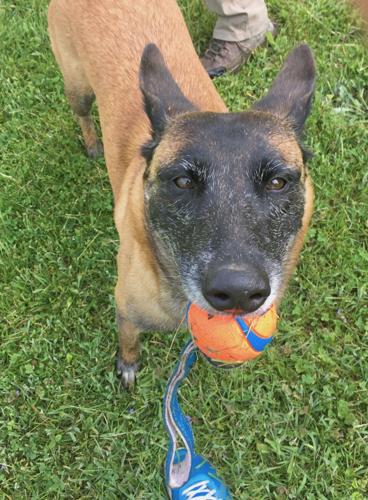 Search with dogs come up short for missing teen | Local News ...