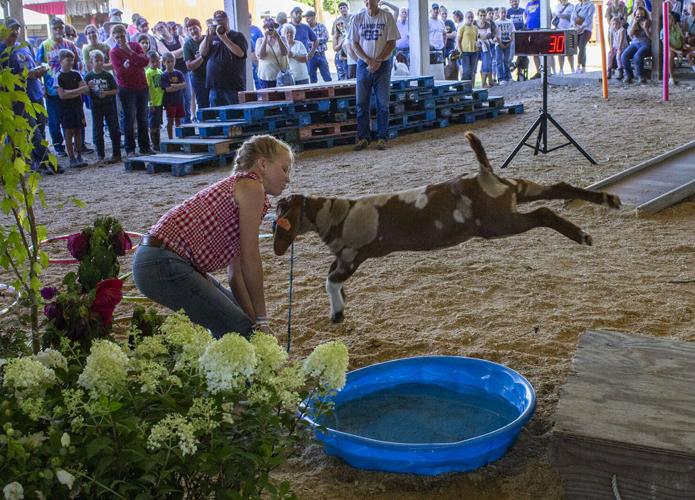 Fair's Goat Olympics balances dedication and stubbornness | Local News ...