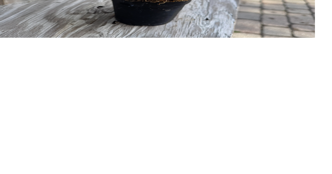 Gary Church | Greenspace: Whale fin snakes its way into popularity ...