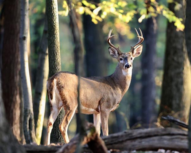 Deadly deer disease found locally, but won't harm humans | Local News ...