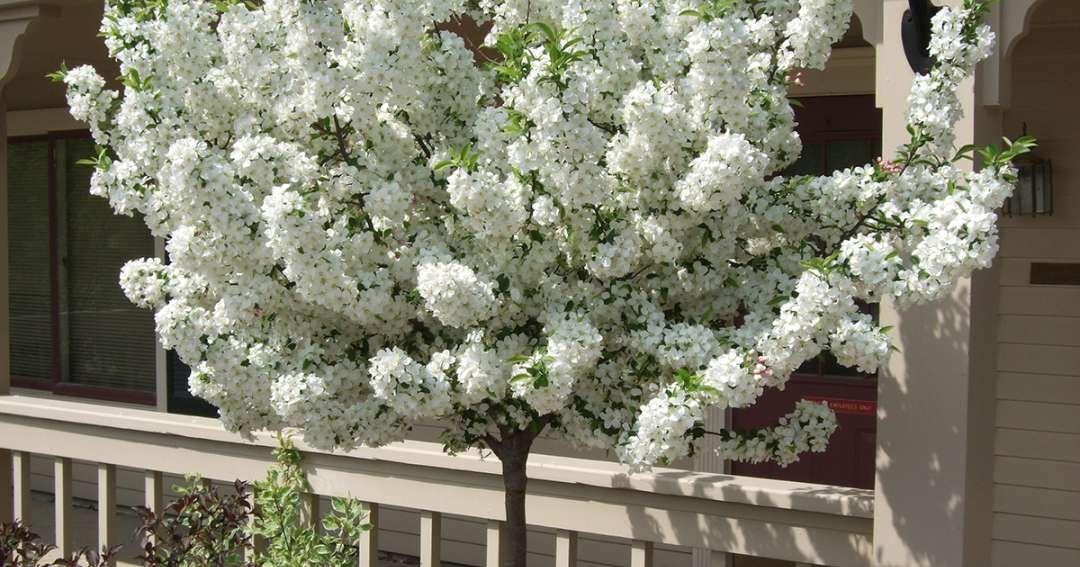 Column by Gary Church: Oh Lolli Lolli, crabapple tree adds pop to ...