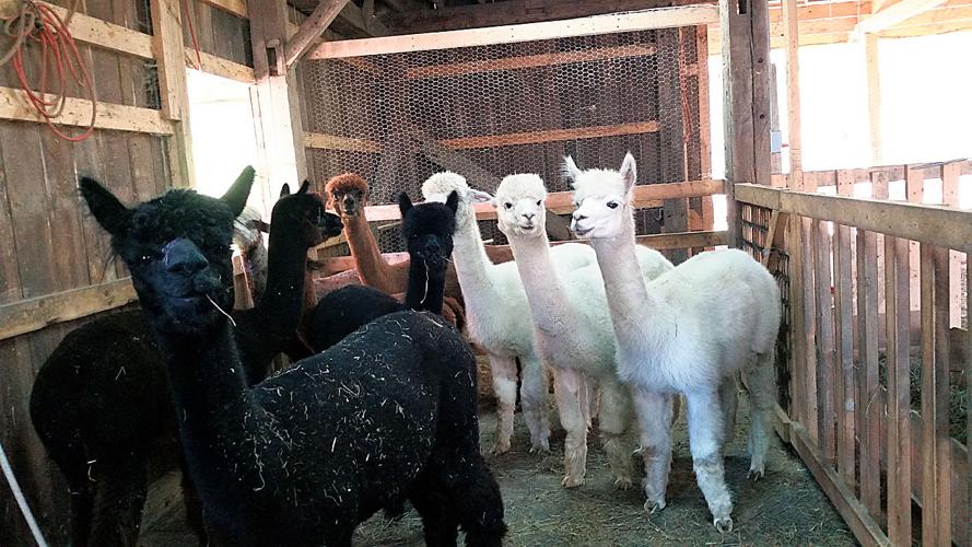 Meet the alpacas — a fleece-y adventure takes place at North Beaver ...