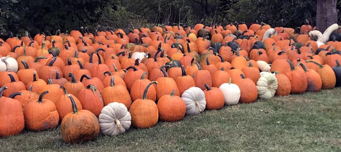 Pumpkin growers experiencing banner harvest | News | ncnewsonline.com