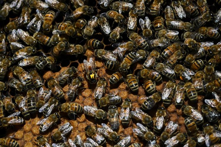 Bees are swarming early this year; help is available for containment ...