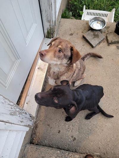 Dogs found in county originated from Wisconsin | Local News ...
