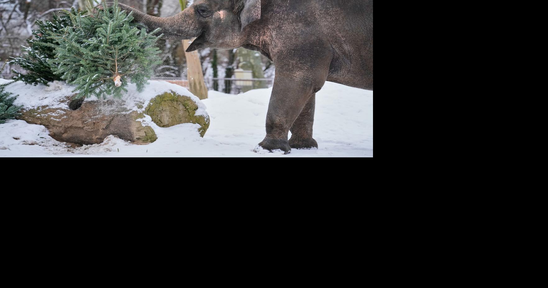 Germany Zoo | National | ncnewsonline.com