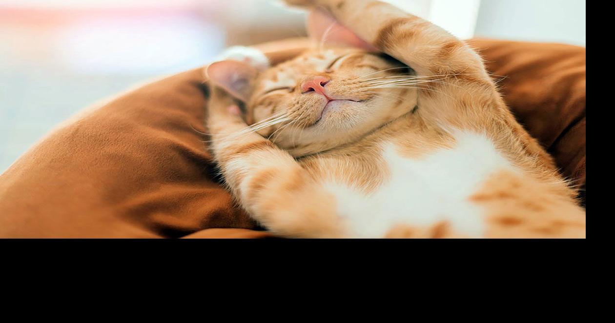 Pet Talk | How to help your cat breathe easier with feline asthma ...