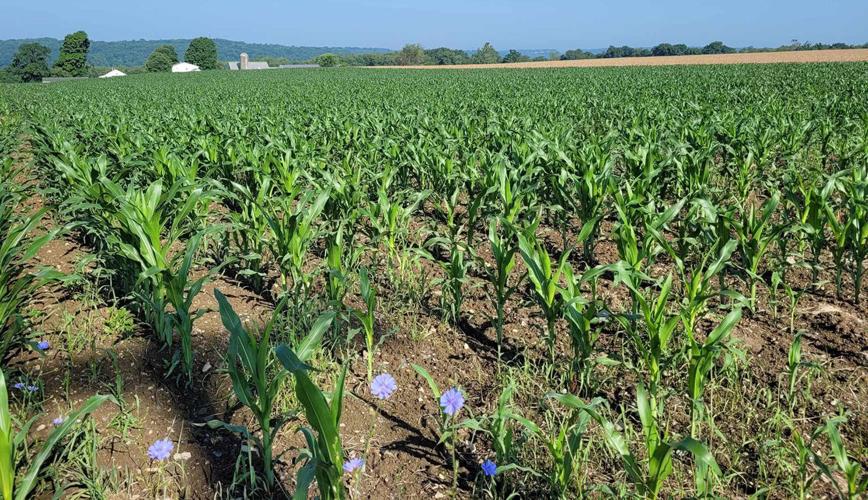 Volant farmer unsure about corn crop after early drought | Local News ...