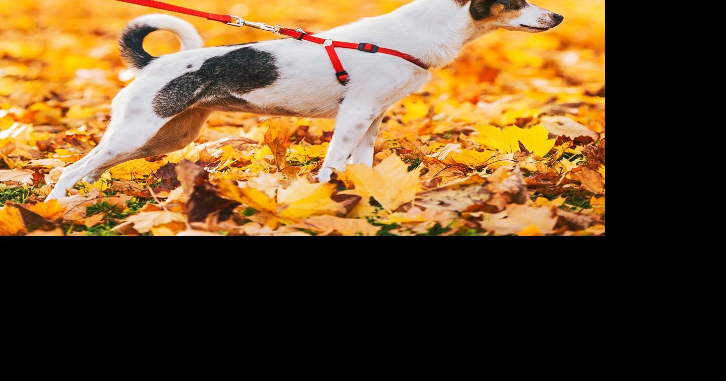 Pet Talk: Should you keep dogs away from acorns? | Lifestyles ...