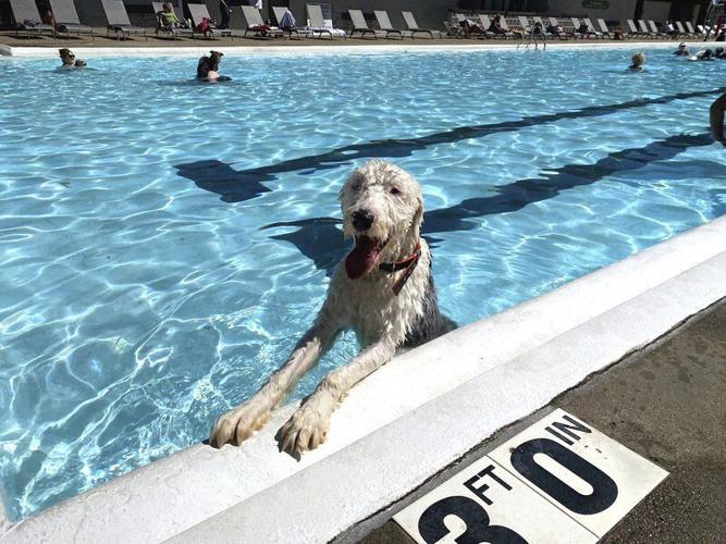 Dog days are over: Annual dog swim event marks end of season for pool ...