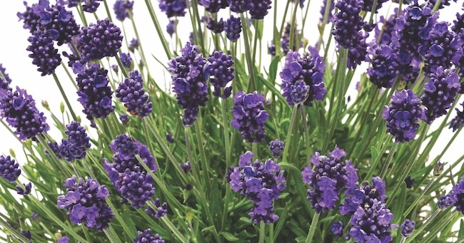 Gary Church | Greenspace: Lavender makes it all lovely | Lifestyles ...