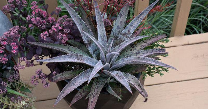 Mr. Agave and Mrs. Manfreda: An unusual love story | Lifestyles ...