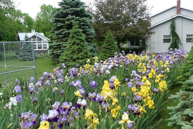 GARY CHURCH: Iris beds a colorful sight, but not as classy as she-shed ...