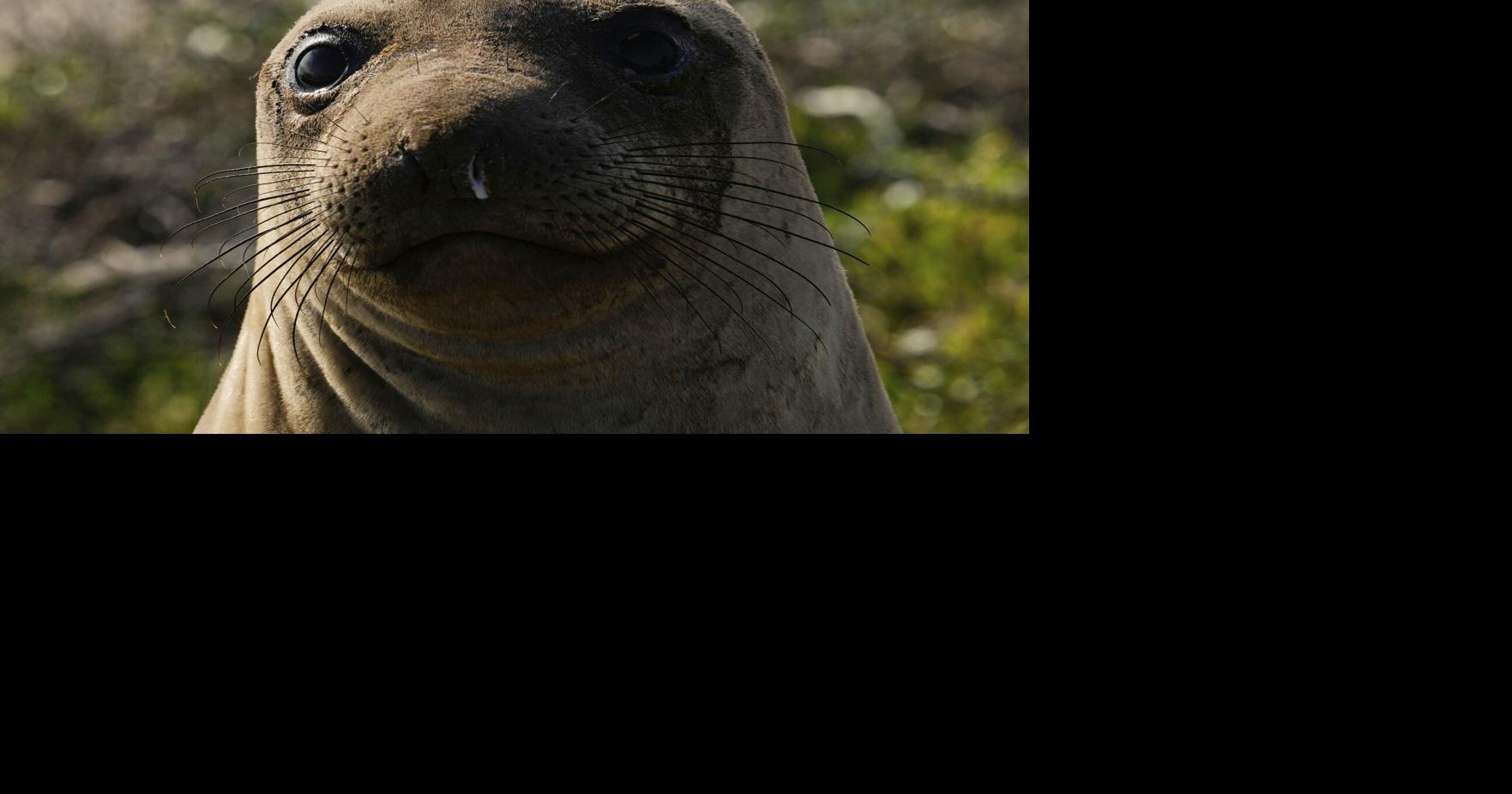 US Elephant Seals | National | ncnewsonline.com