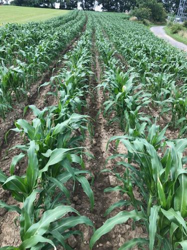 Sweet corn season has arrived | Local News | ncnewsonline.com