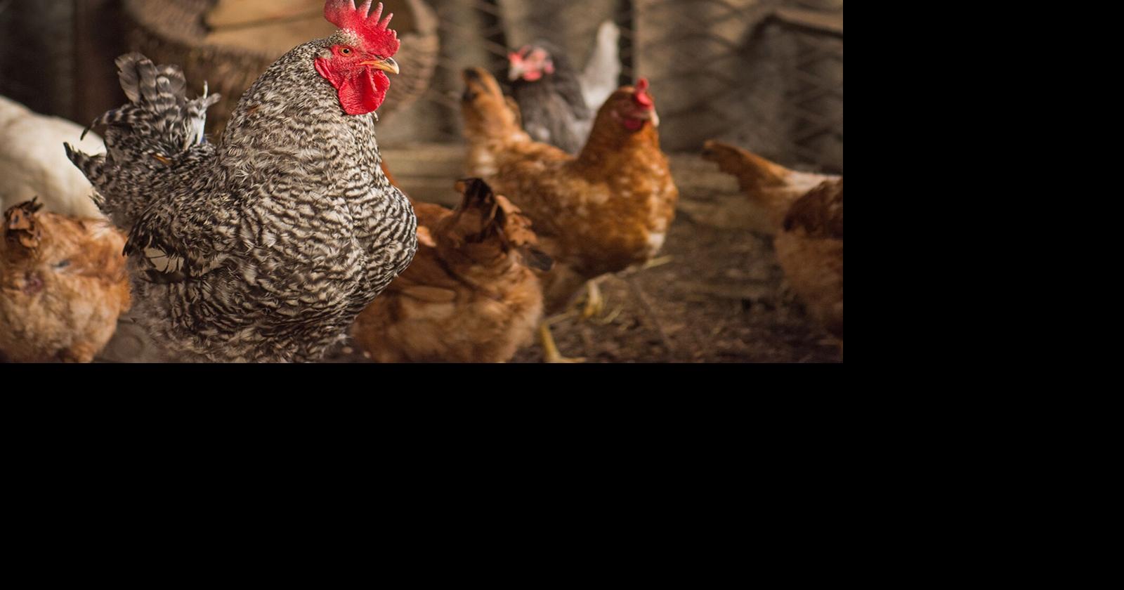 PET TALK | Backyard chickens: Preparing to buy healthy birds ...