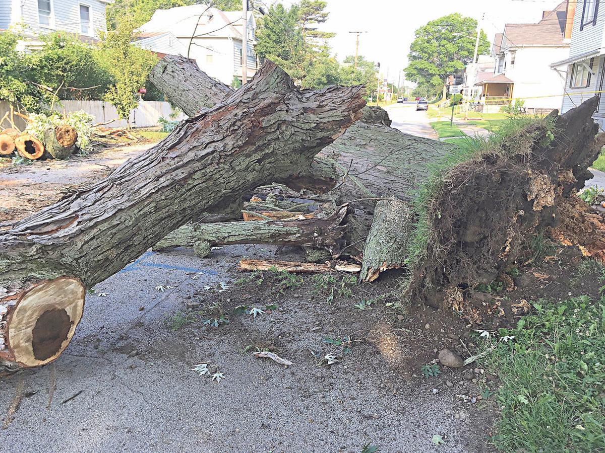 Tree falls on Park Avenue, disrupts power | News | ncnewsonline.com