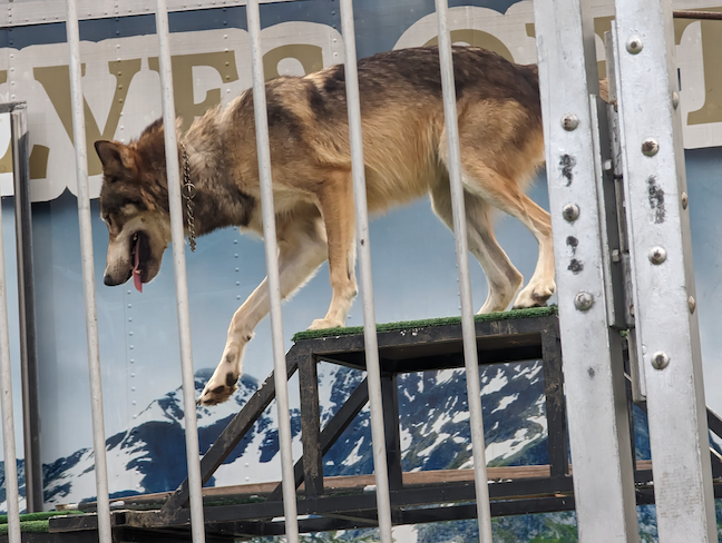 Traveling show hopes to change stigma surrounding wolves | Lifestyles ...