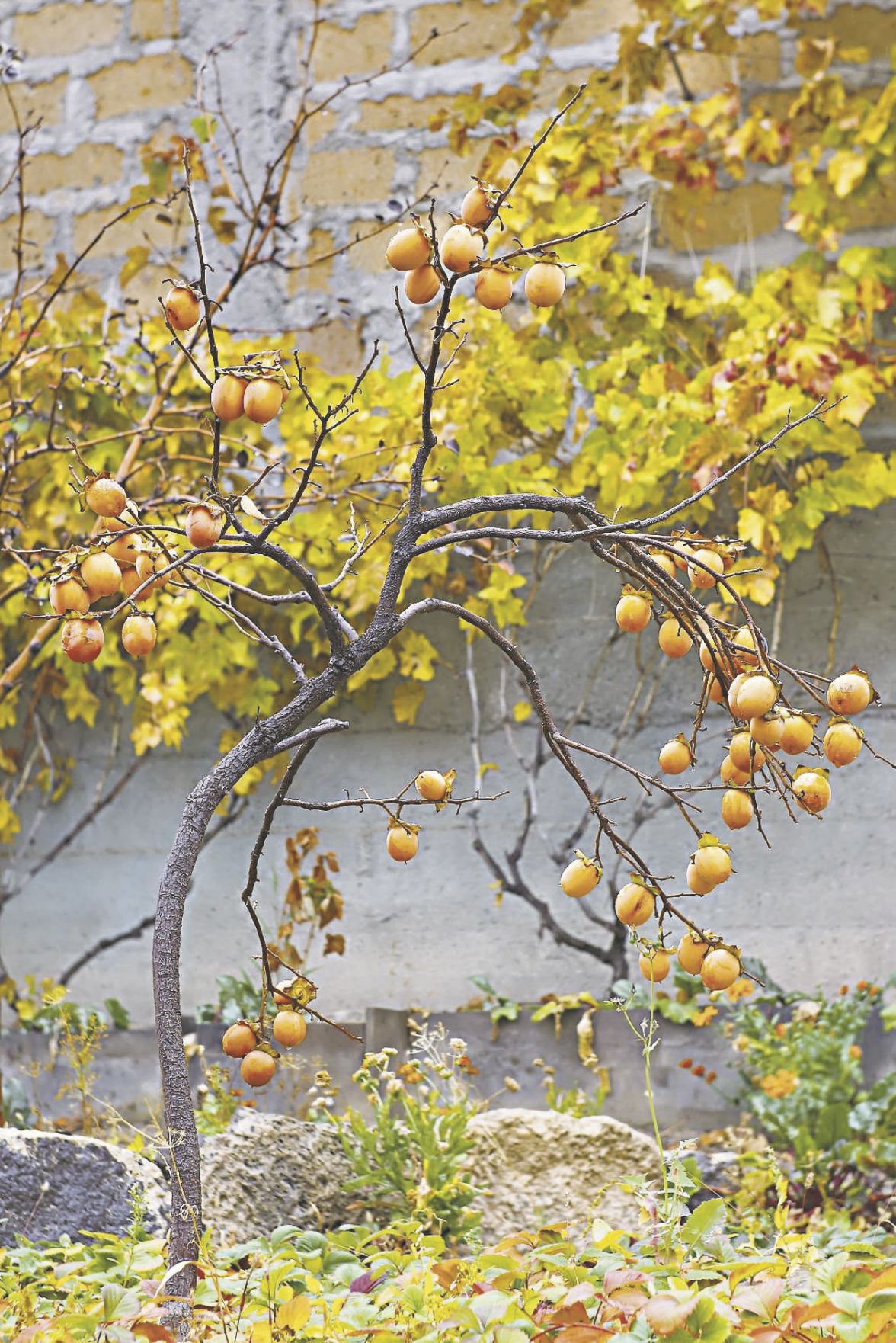 Lip Service American: persimmons have pucker power | Lifestyles ...