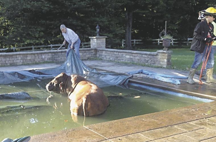 Pulaski couple finds bull in their pool | Local News | ncnewsonline.com