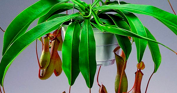 Gary Church | Greenspace: A 'pitch' for those going buggy looking for ...