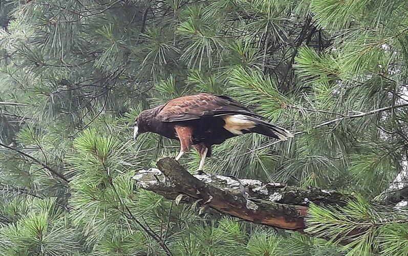 In Pennsylvania, a falconry permit takes a lot of work | Lifestyles ...