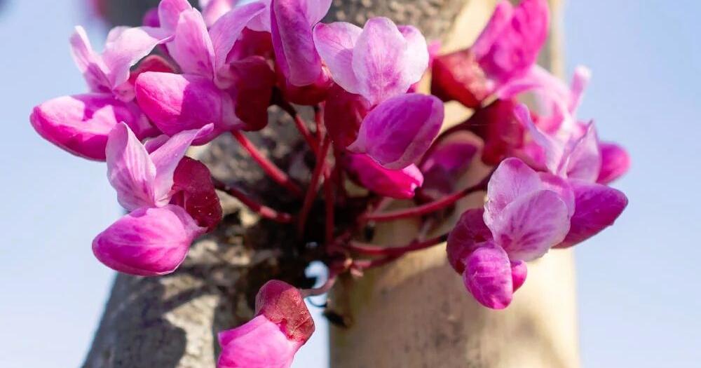 Gary Church | Greenspace: Flamethrower sends color into the garden ...