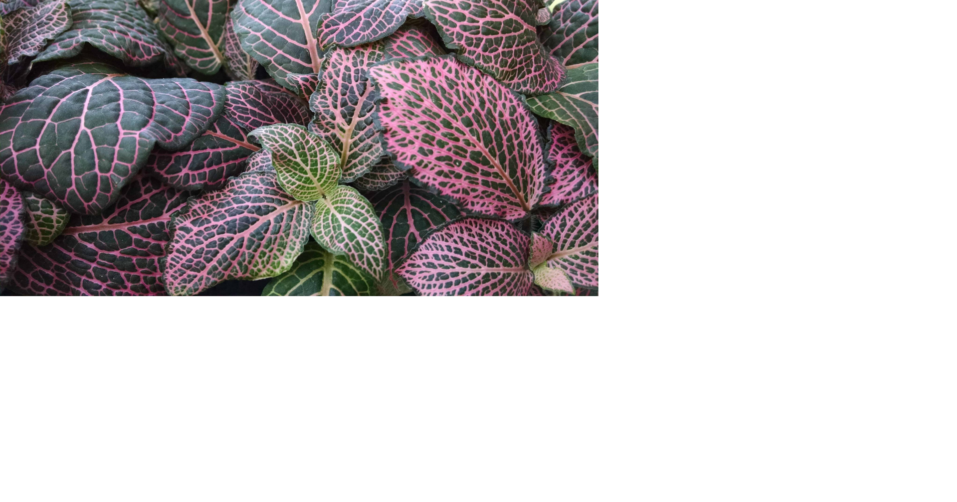 Gary Church | Greenspace: Plant a perfect "fitt" for dish gardens ...