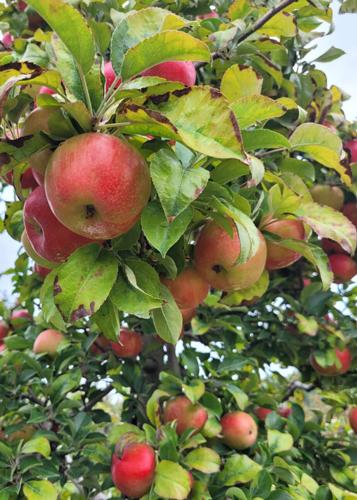 Apple growers seeing bumper crop | Local News | ncnewsonline.com