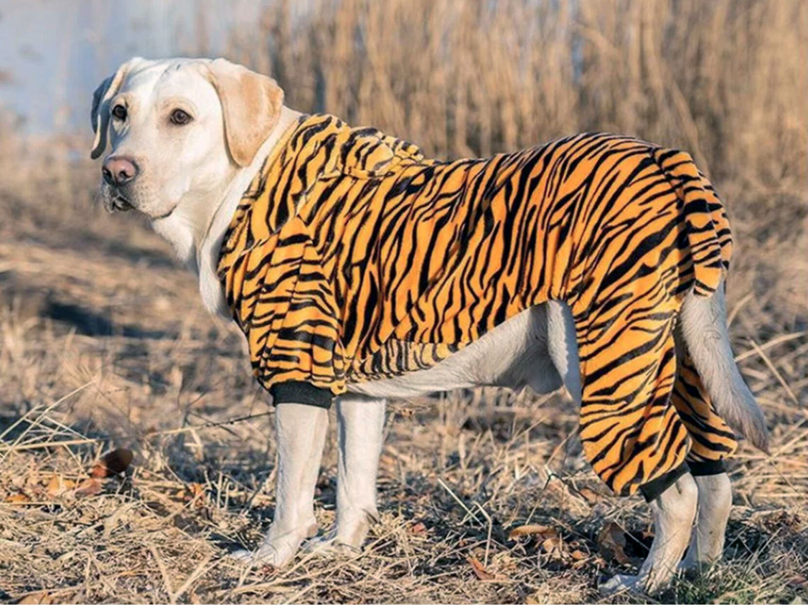 Dog tiger costumes store
