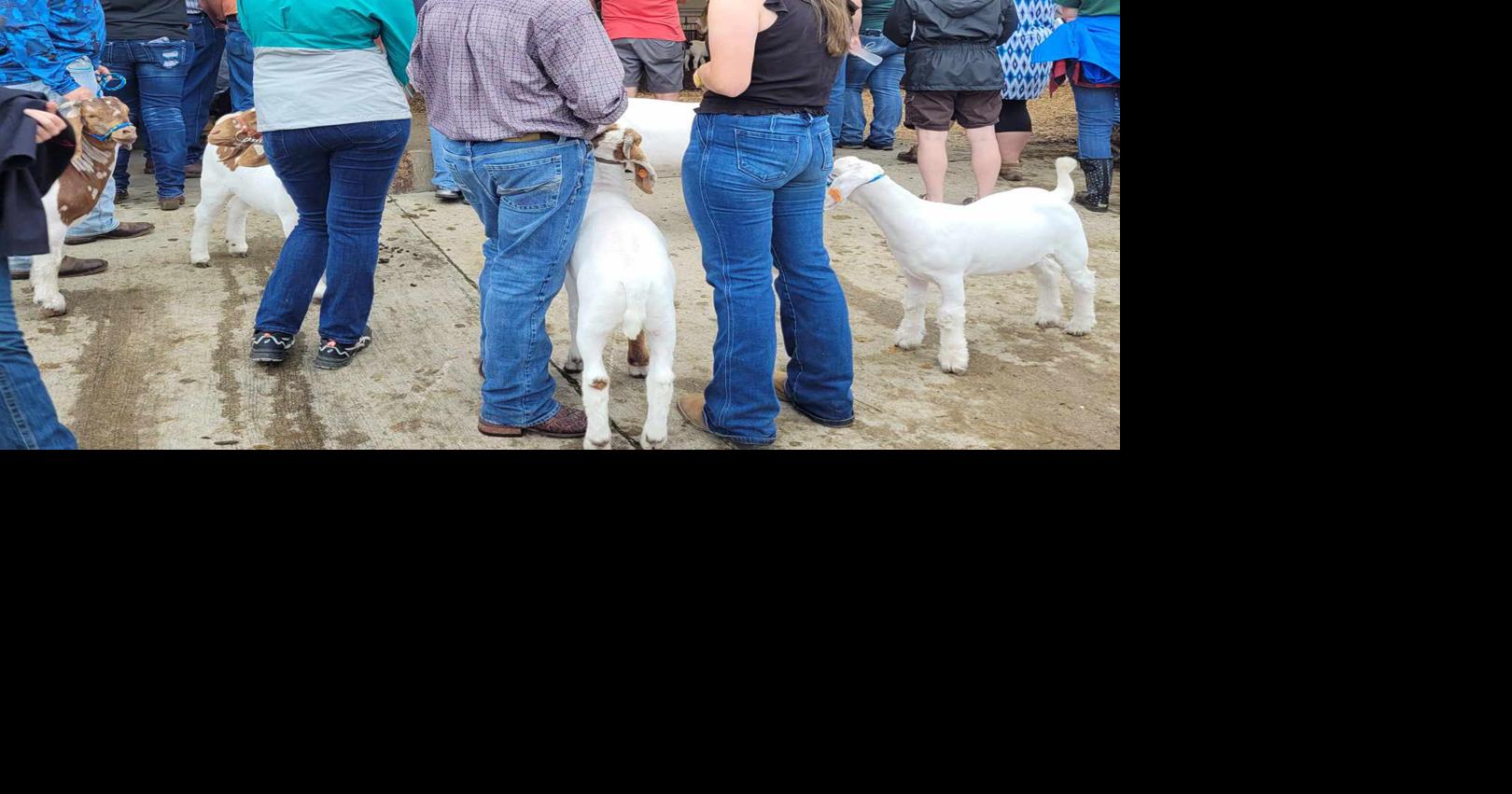 Record number 171 goats at Lawrence County Fair | Local News ...