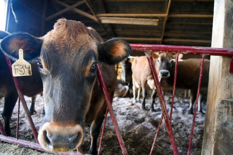Farmers: Finding farm help is challenging at times | Lifestyles ...