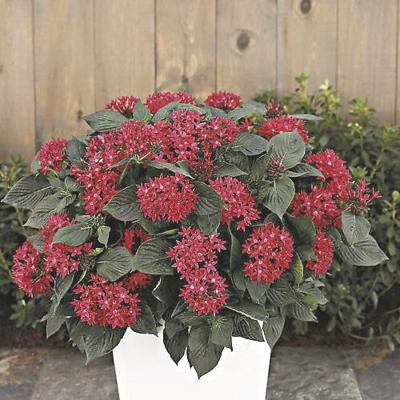 Column by Gary Church: Pentas a 'sunstar' of the pollinator garden ...