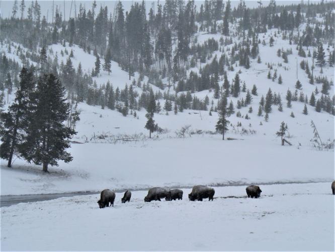 CNHI travel column: Yellowstone: Winter trip of a lifetime | Lifestyles ...