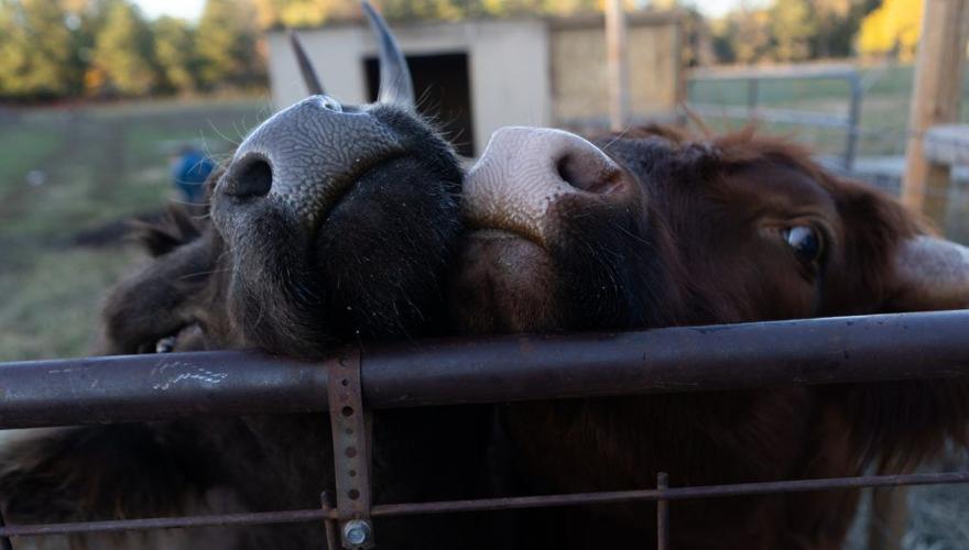Where therapy meets animals, nature | Local News | nebraskanewsservice.net