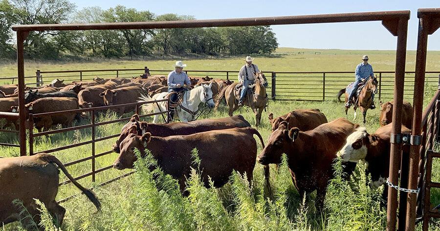 Livestock education for Nebraska University System students | News ...