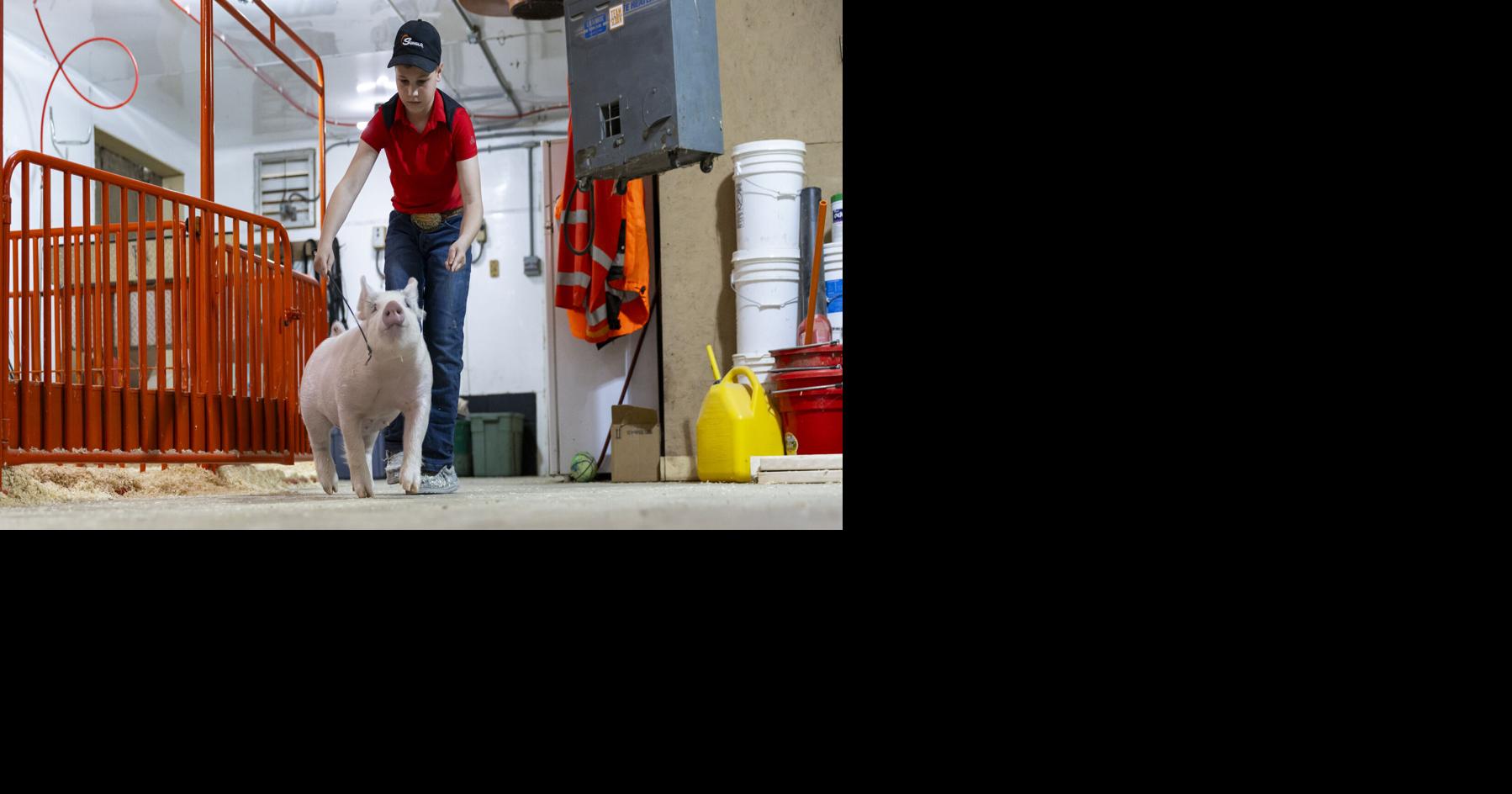Bringing home the bacon: The unexpected allure of showing pigs ...