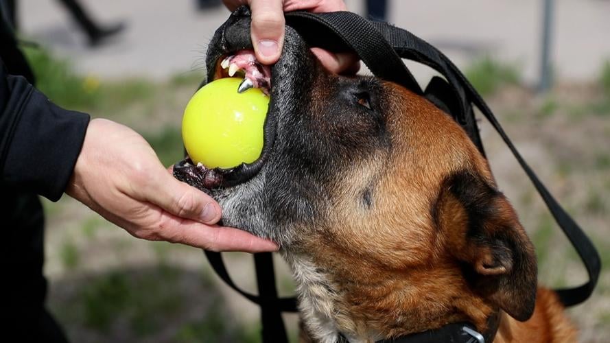 Rural law enforcement turn to police dogs for crime deterrence | News ...