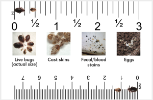 Experts urge Nebraskans to be aware, prevent bed bugs | Local News ...