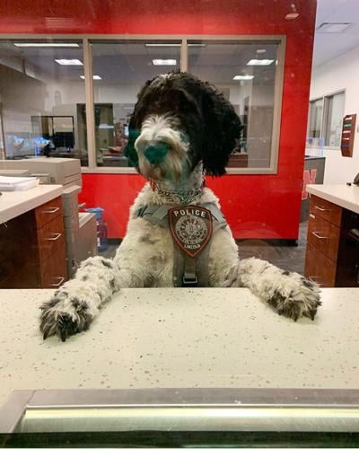Demand for therapy dogs allows four legged friends to visit clients ...