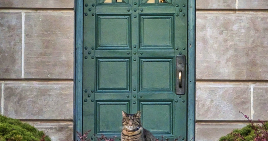 From stray to star: Cameron the cat’s journey to becoming the Nebraska ...