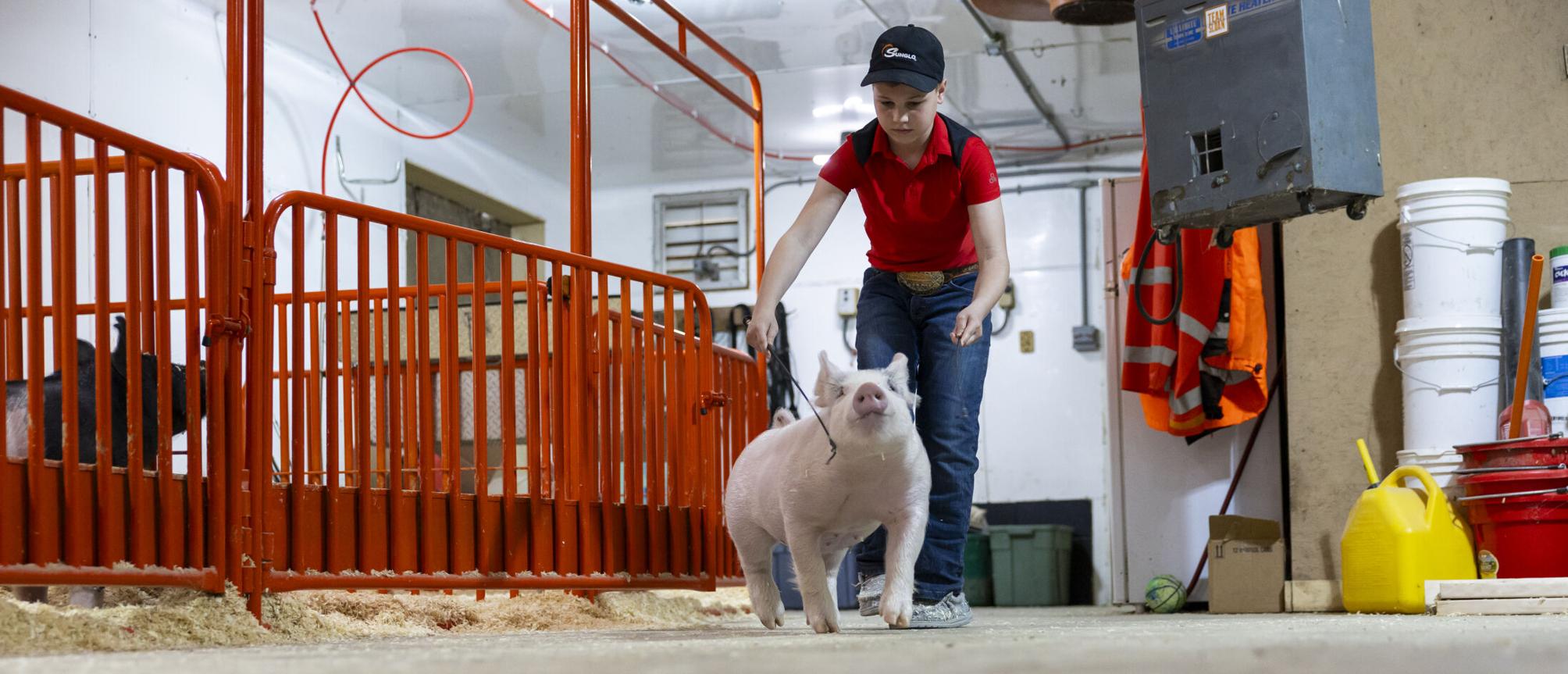 Bringing home the bacon: The unexpected allure of showing pigs ...