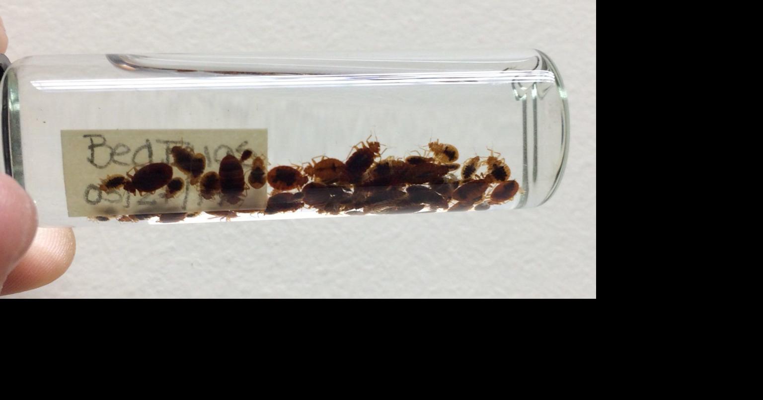 Experts urge Nebraskans to be aware, prevent bed bugs | Local News ...