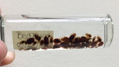 Experts urge Nebraskans to be aware, prevent bed bugs | Local News ...